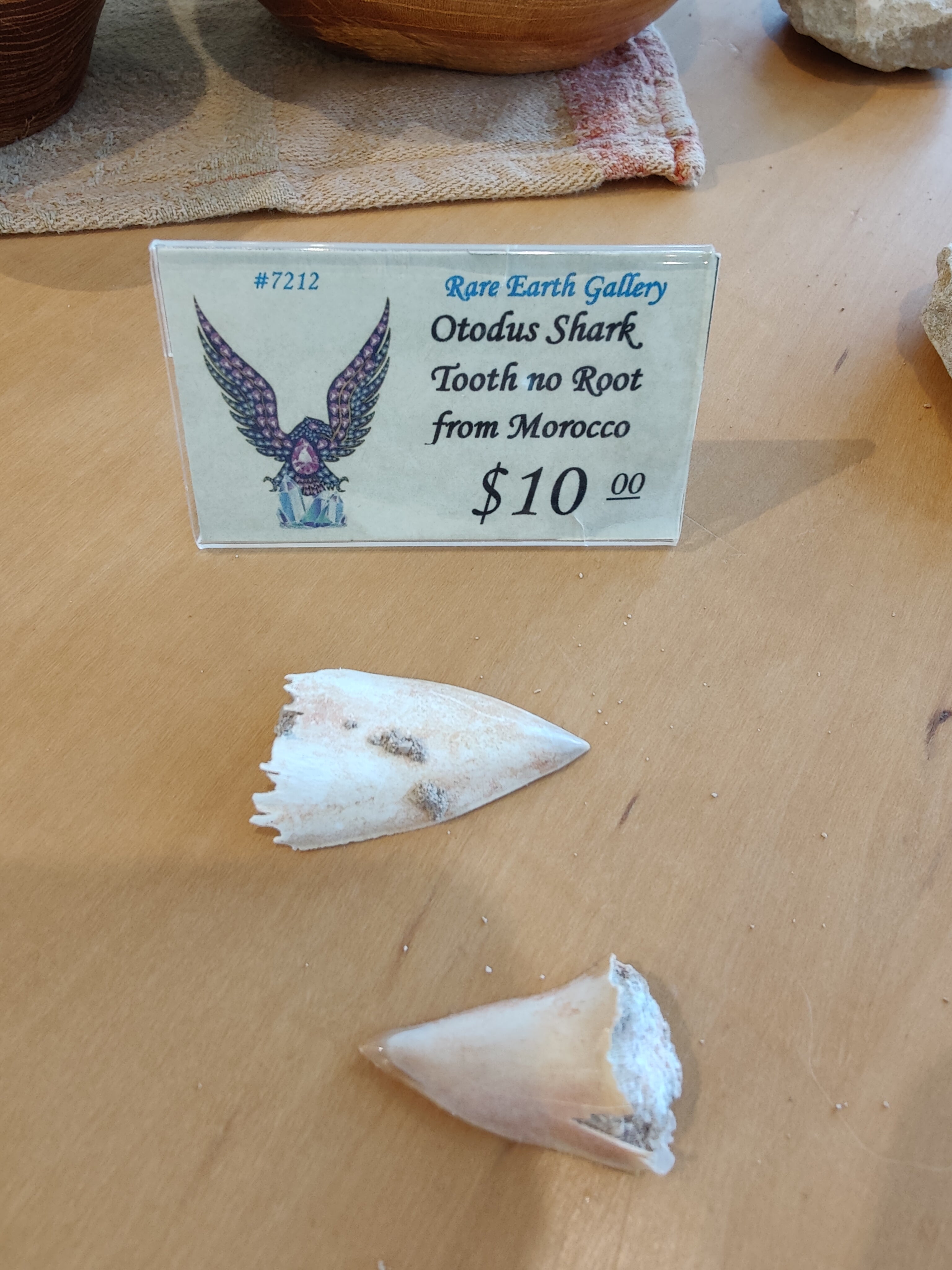 Otodus Shark Tooth No Root (MD) – Rare Earth Gallery